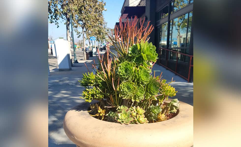 Downtown Oxnard Planters Looking Good | Agromin
