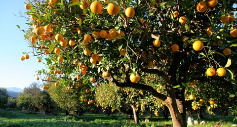 All Types of Products | Agromin