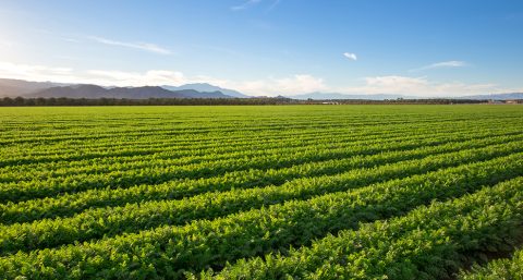 All Types of Products | Agromin